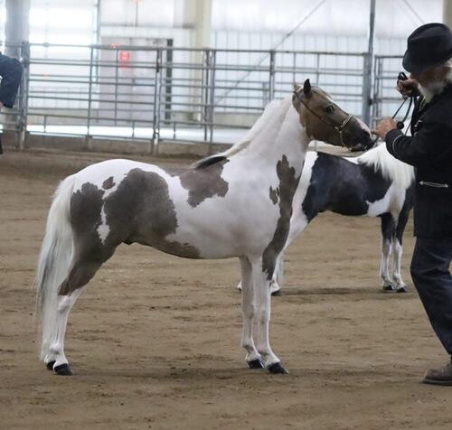 4 year old dual registered miniature gelding | Fargo, ND
