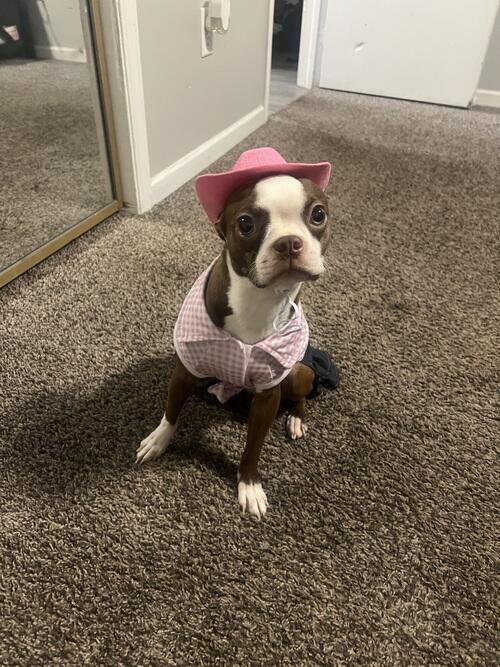 Two Boston terriers. Id prefer if they stayed together. They are ...