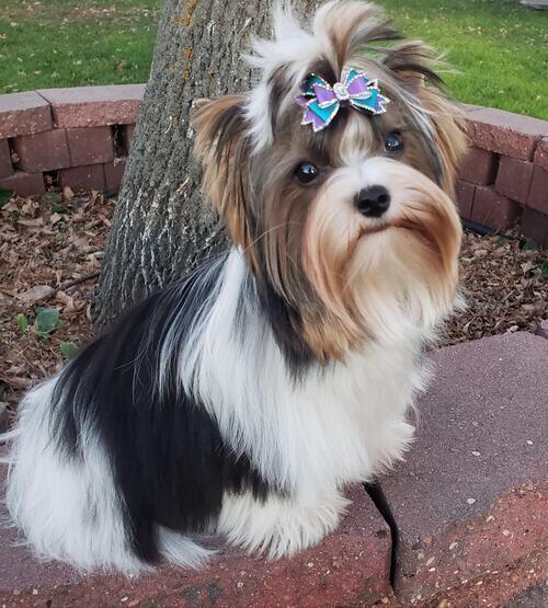 ICE ICE BABY BIEWERS & POODLES - Profile on BisManOnline