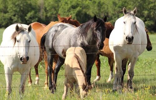 6 year old True Blue Roan Stallion. | Hazelton, ND