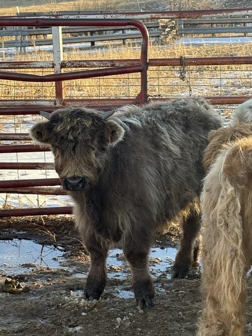 Scottish Highlands | Savage, MT