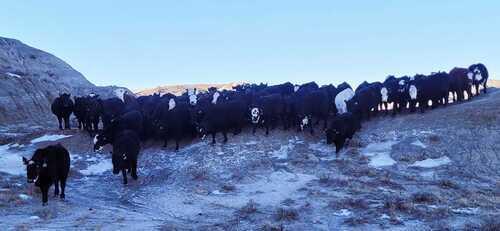 10 bred black baldy and 10 bred black angus heifers available! Bred to ...