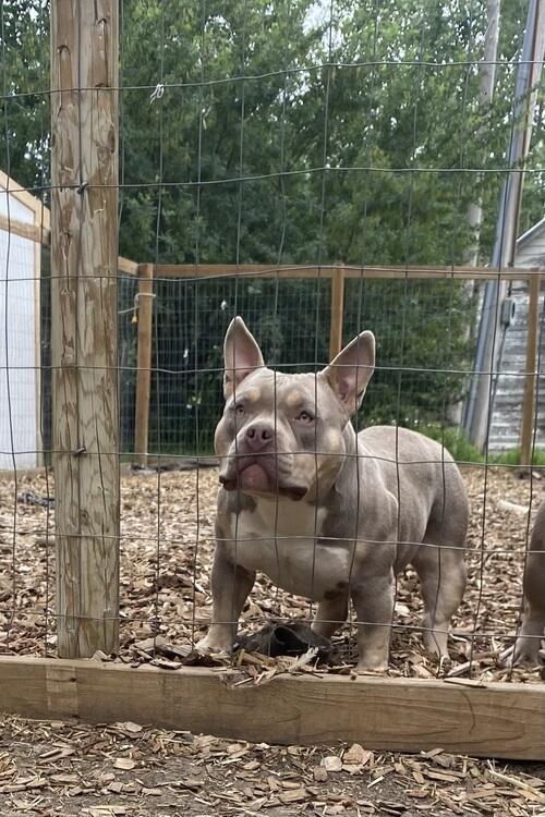1.5 year old Tri Colored American Bully Female, ABKC registered, top ...
