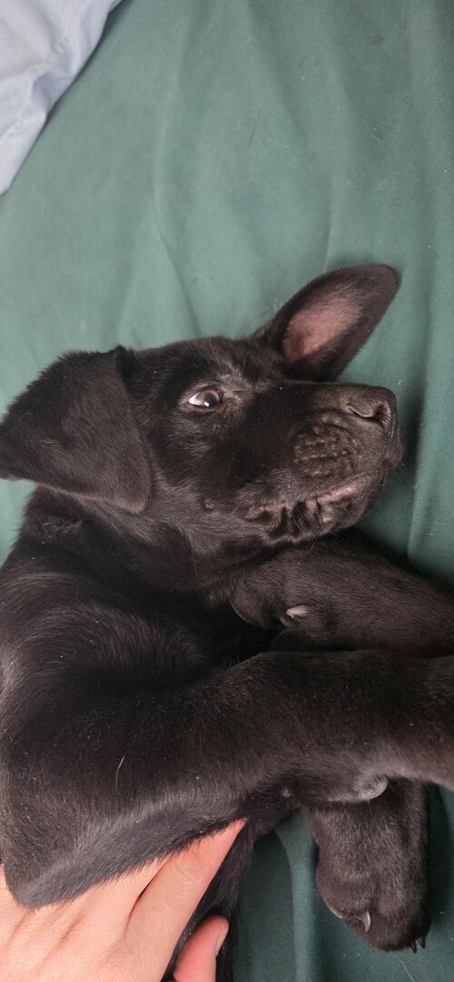 German shepherd/shorthair pointer mix puppies | Butte, ND