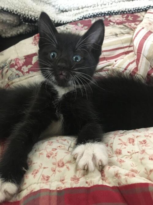 Manx kittens ready for new home both female eating hard food and using ...