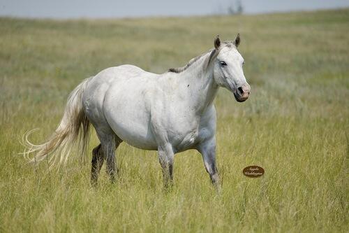 Sugar - 2019 Grade 13.1 Hand Gray Mare (Pending Sale) | Amidon, ND
