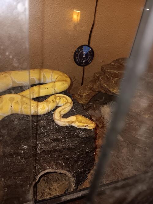 Ball Python snake | Mandan, ND