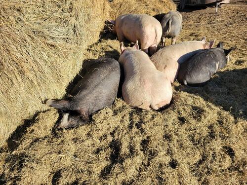 4 butcher pigs ready. 3 weigh about 350 and the other weights about 275 ...