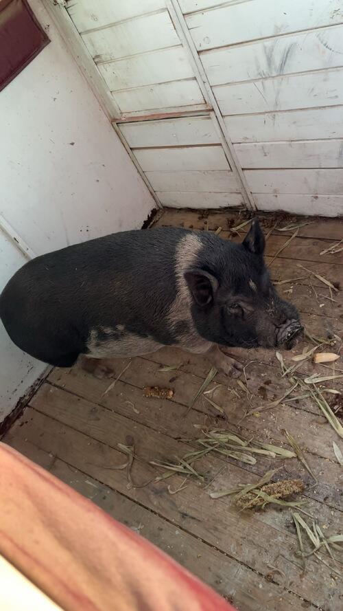 Kune Kune/ potbelly boar | Edgeley, ND