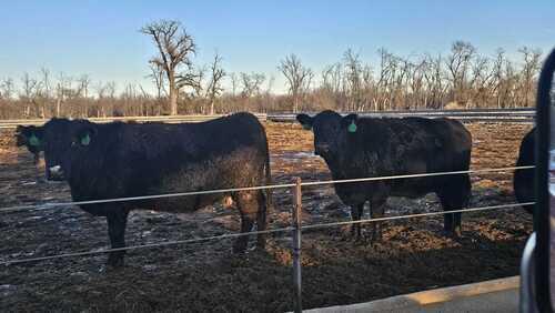 140 Bred 6-10 year old cows. Due April 15th. $3500/HD if shorted, $3200 ...