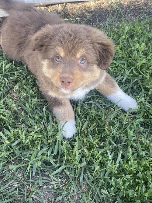 Mini Aussie Pups. Birthday 4/14/2026. | Fargo, ND