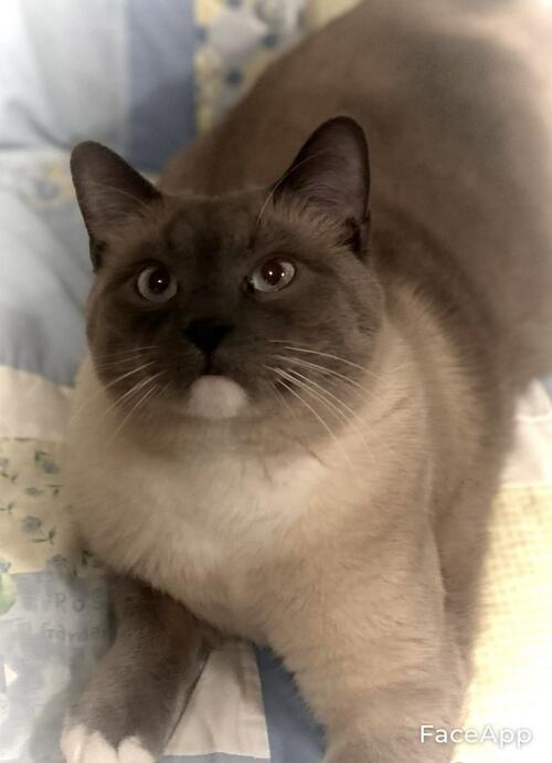 Big, beautiful Siamese/ragdoll cat looking for a forever home! | Rapid ...