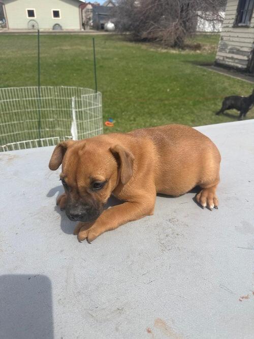 8 weeks old Frenchie/lab mix | Minto, ND