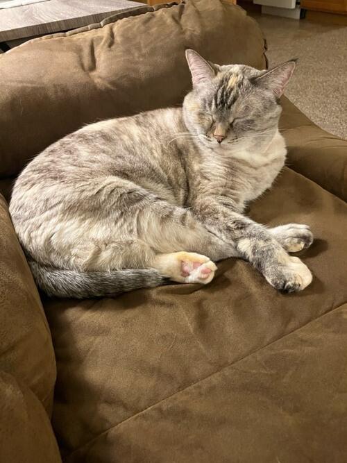 Cute and Friendly Cat | Bismarck, ND