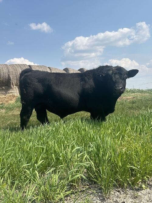Purebred Simmental Bull | Grand Forks, ND