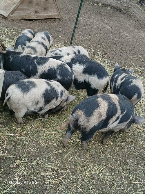 Bbq size hogs, kune kune red meat hogs. Deer pork | Gladstone, ND