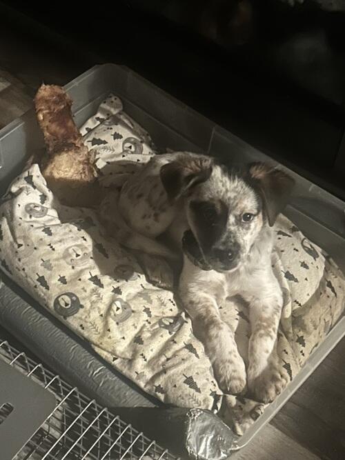 Male blue healer mix with pug. 10 weeks old doing great with house ...