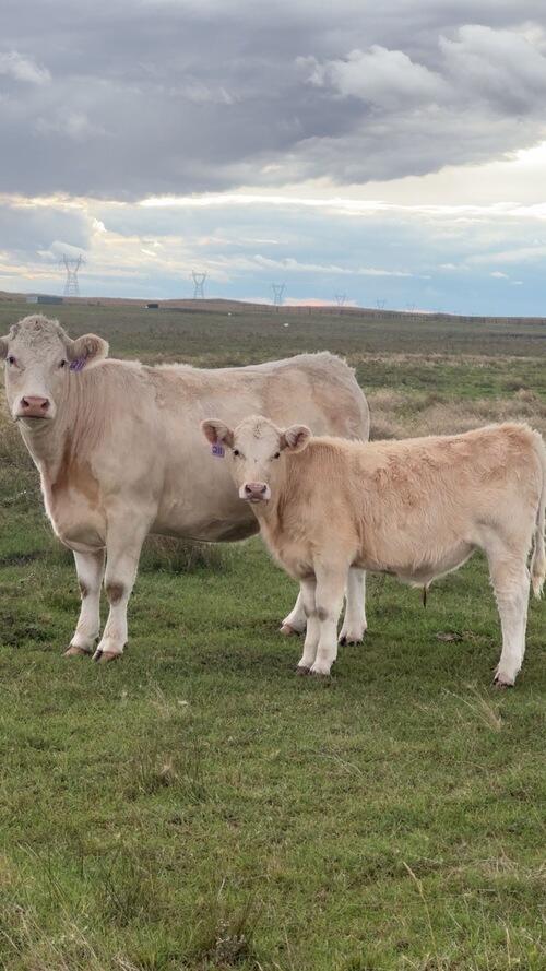 16 Purebred char cows for sale! Coming with 3rd calf they are bred to ...