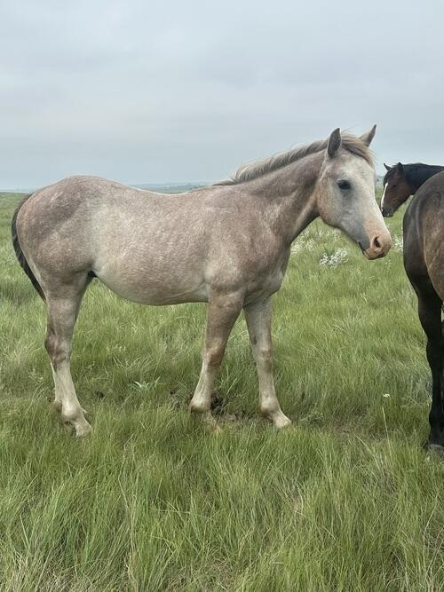 Draft cross yearling. His sir was Percheron/ quarter horse and his dam is | New Salem, ND