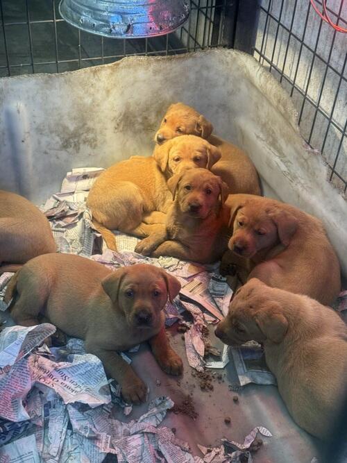 AKC fox red lab puppies. Going home 11/28 | Tower City, ND