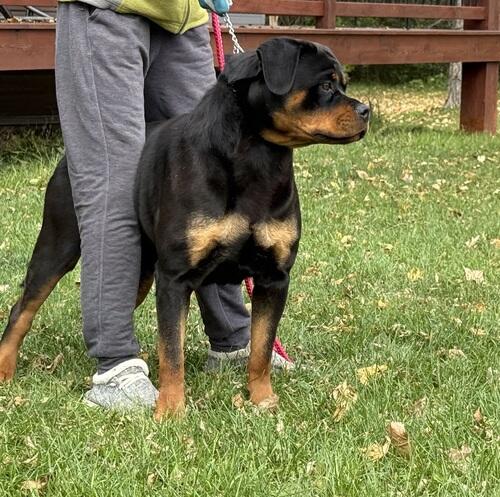 Breeding Rottweiler female -European Import | Aurora, SD