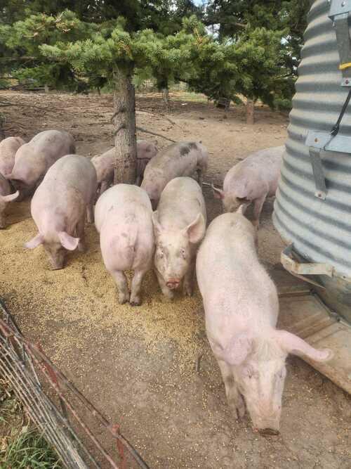 Butcher pigs for sale | Beach, ND