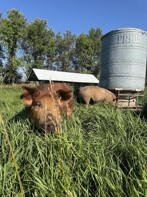 Pasture Raised, Finished Hogs Available Now | Bismarck, ND