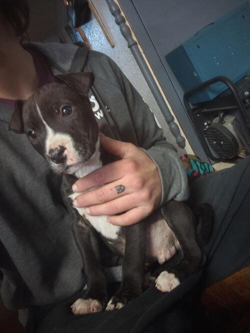 Pit mix puppy | Bismarck, ND