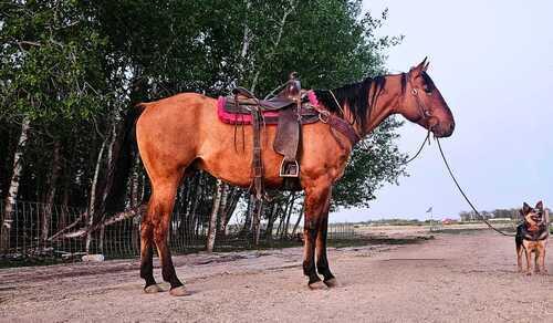 SDSU Roaring Poco is a 2018 AQHA registered gelding. | Grand Forks, ND