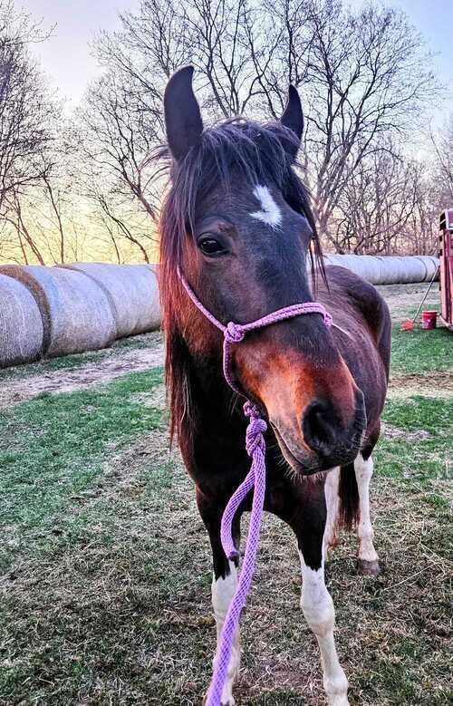 JJ Is a Paso Fino gelding | Wadena, MN