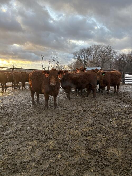 Red sim/angus bred heifers | New Salem, ND