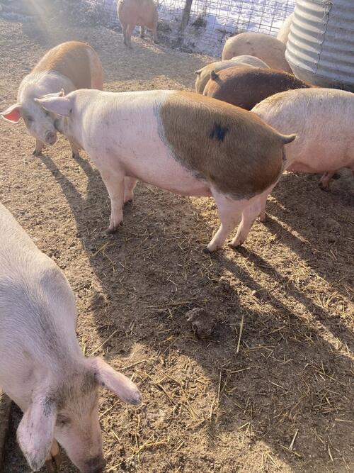 Butcher Pigs | Mandan, ND