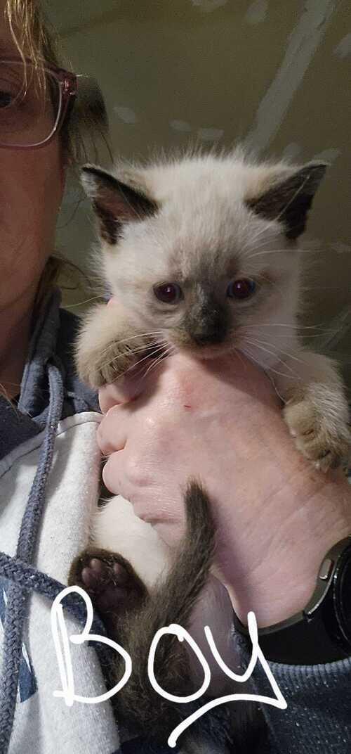 Free kittens. Born in August. I can't keep they need a good home. | Williston, ND