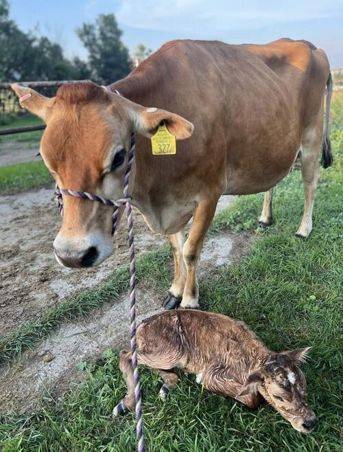 Have your own family cow without needing land, chores, or daily care ...