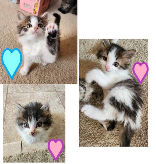 1 Farm kitten free to good home | Baldwin, ND
