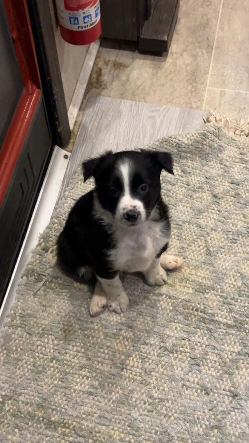 Idaho shag / border collie pups ! Parents are not working dogs they are ...