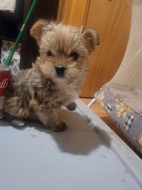 Registered purebred Yorkie, female 9wks old , dewormed and 1st set of ...