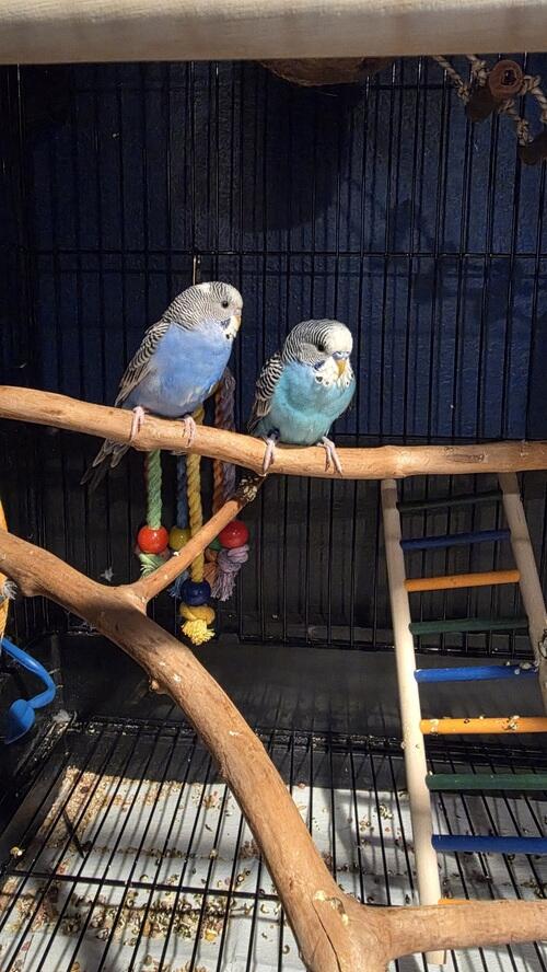 Not able to show them the love and care they deserve due to demands of ...