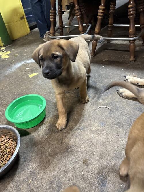English mastiff / German Shepard puppies 10 weeks old!! Good family and ...