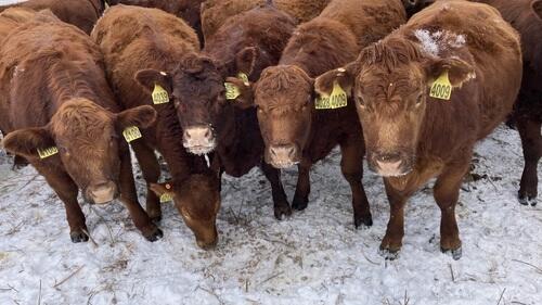 19 red angus Simmental cross bred heifers | Tappen, ND