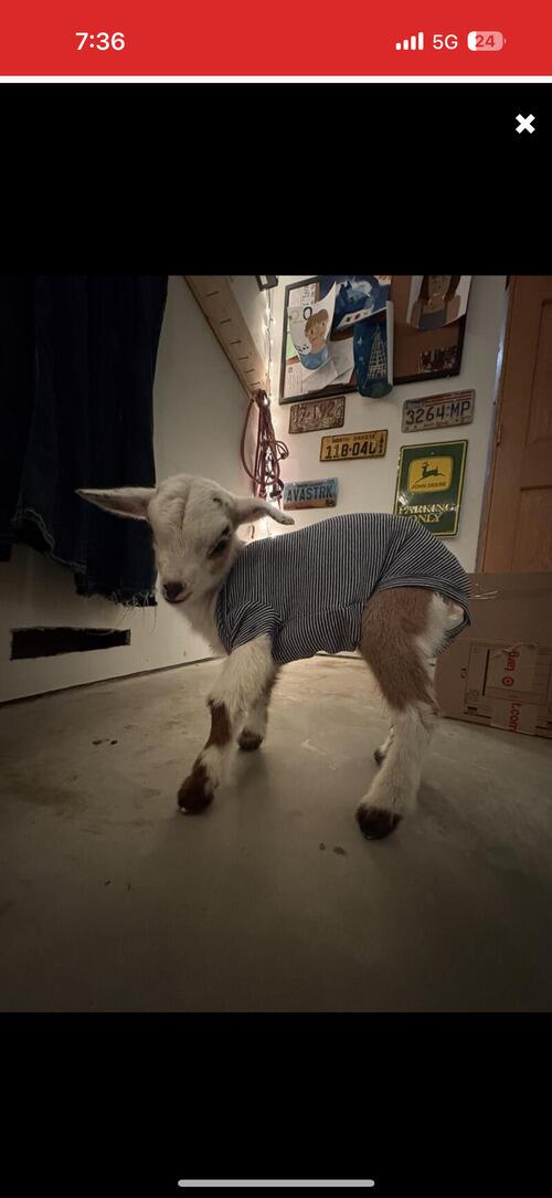 4 bottle goats for sale | Venturia, ND