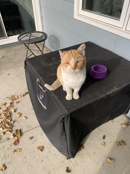 Drop off cat | Menoken, ND