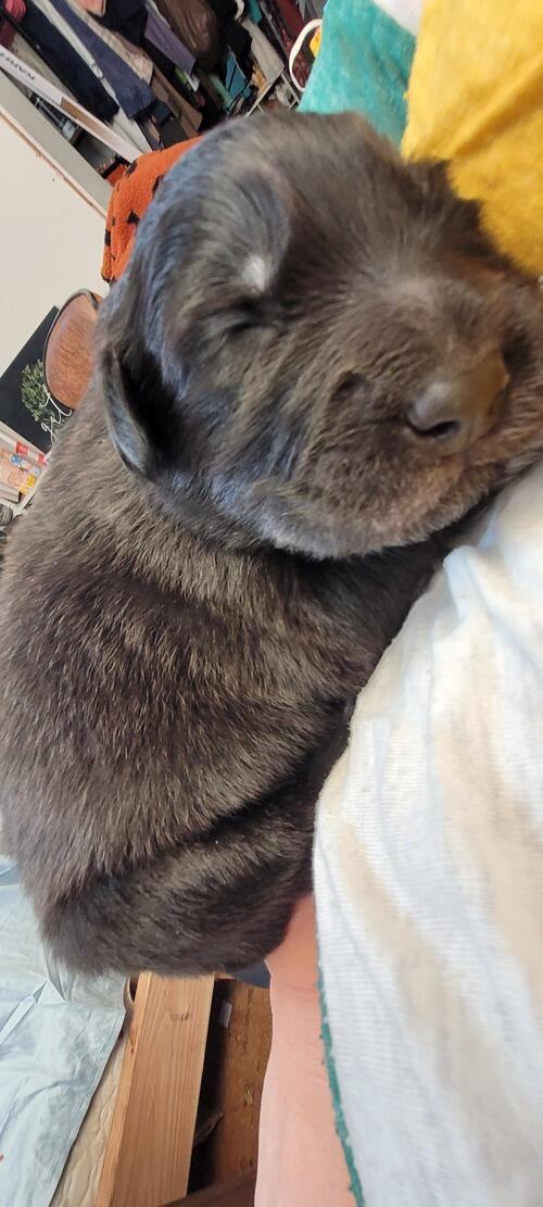 Puppies: Newfie border and Saint pyrenees cross. $400. To good homes ...