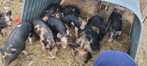 Ipp blue butt and ipp Berkshire cross feeder pigs. $90. Most are males ...