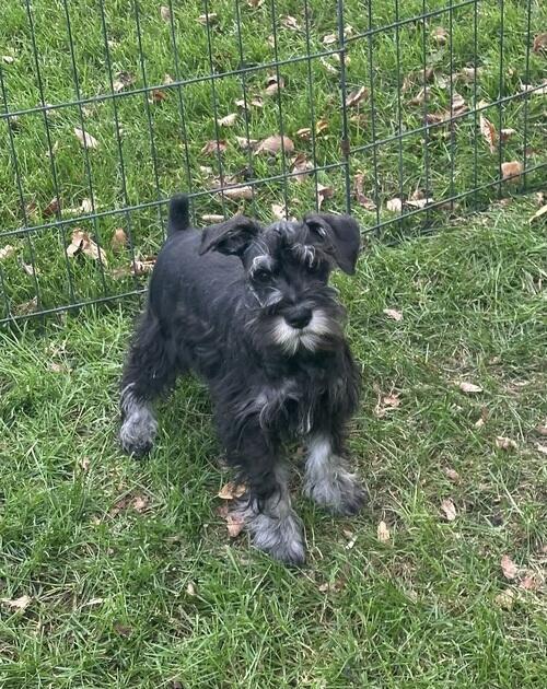 Male Miniature Schnauzer puppies. Super sweet and love other dogs ...