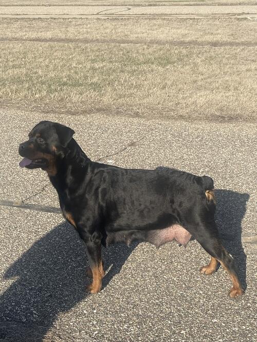 ONE FEMALE LEFT!!! AKC PUREBRED GERMAN ROTTWEILERS | Minot, ND