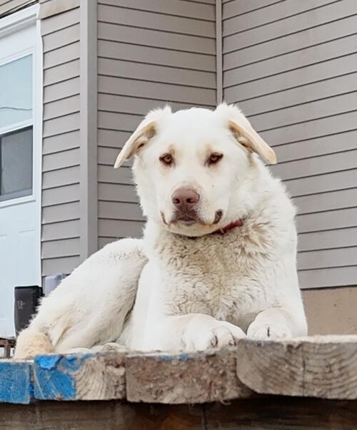 Loving Loyal Lab cross looking for a new home. | Minot, ND