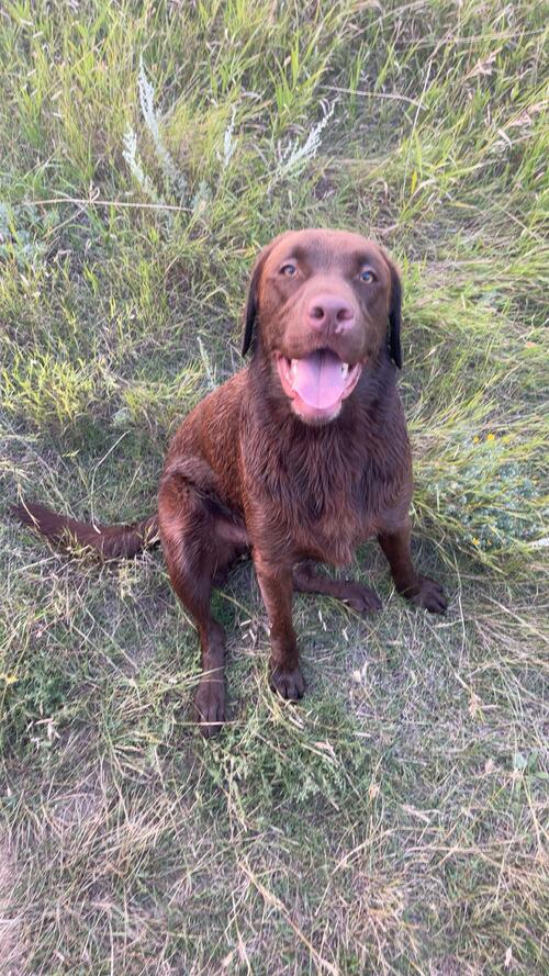 1 year old Chocolate lab | Almont, ND