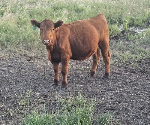 PPU! Red Angus Heifer | Menoken, ND
