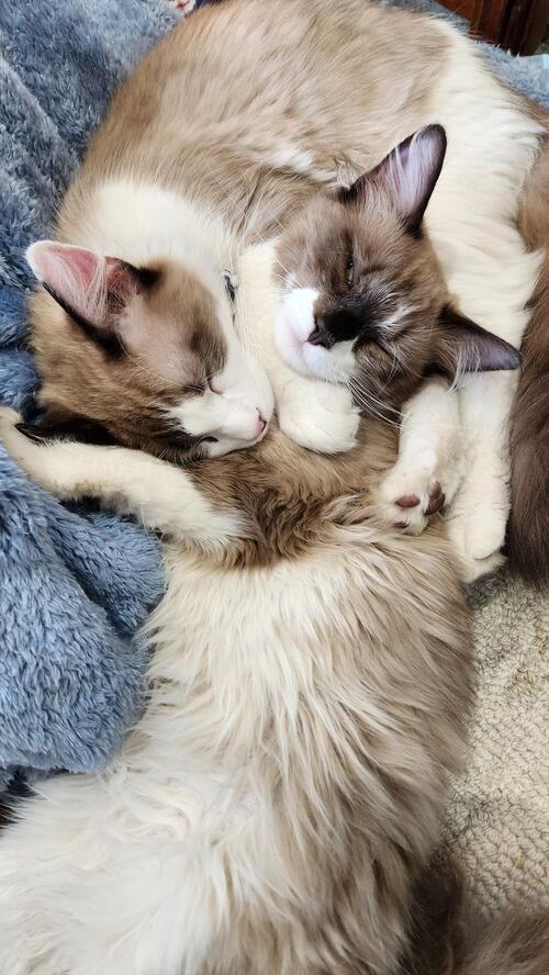 Purebred (No Papers) Kittens for Rehoming Bonded Pair | Menoken, ND